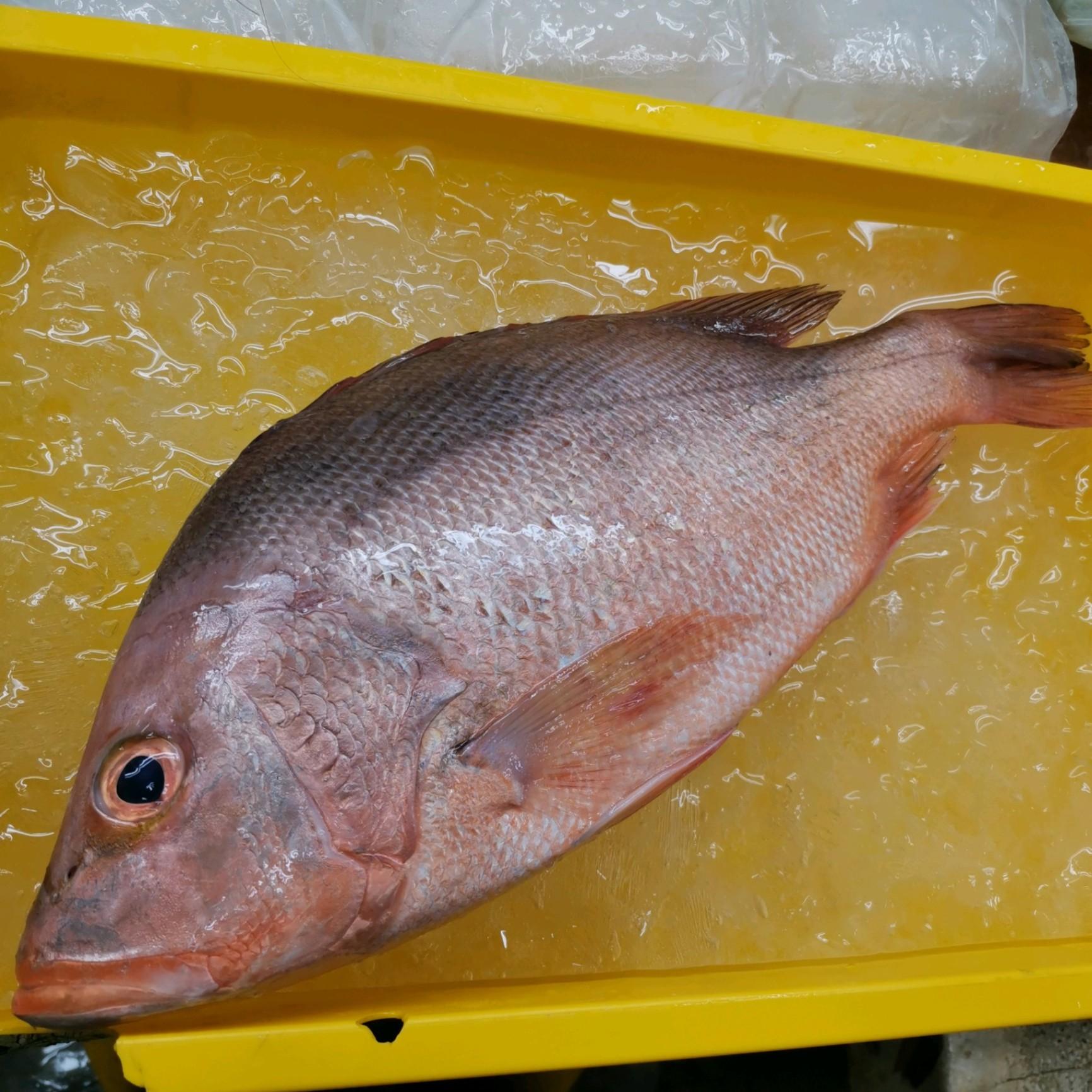 Bubble Fish by Tan Seafood Enterprise | JustOrder.Today